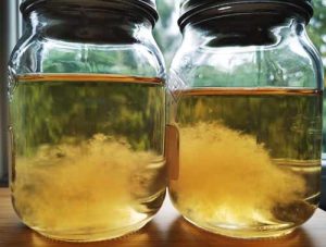 Liquid Culture for Mycelium - how to make and use