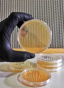Agar Dishes - how to make agar petri dishes