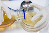 Agar Dishes - how to make agar petri dishes