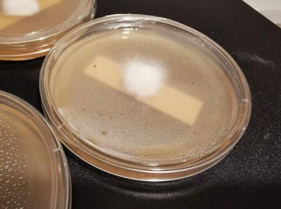 Condensation in agar dishes - causes and how to reduce